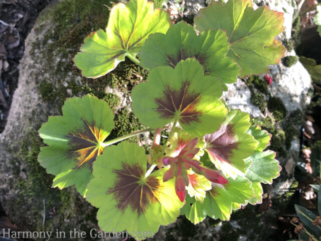 Geraniums and Pelargoniums in My Garden - Harmony in the Garden