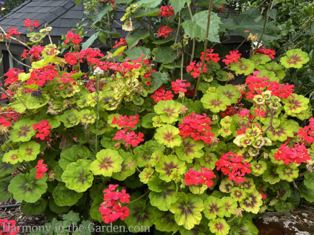 Geraniums and Pelargoniums in My Garden - Harmony in the Garden