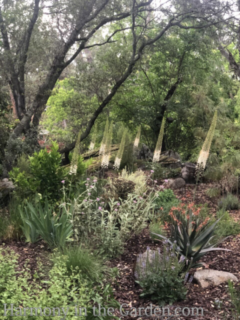 Designing with Spire-Shaped Flowers - Harmony in the Garden