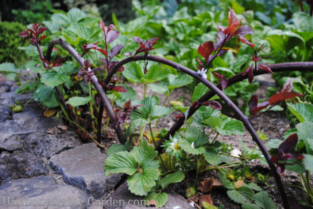 The art and soul of Freeland Tanner - Harmony in the Garden