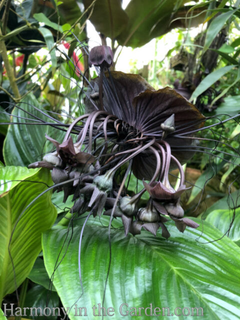 Freaky, Creepy Plants for Halloween - Harmony in the Garden
