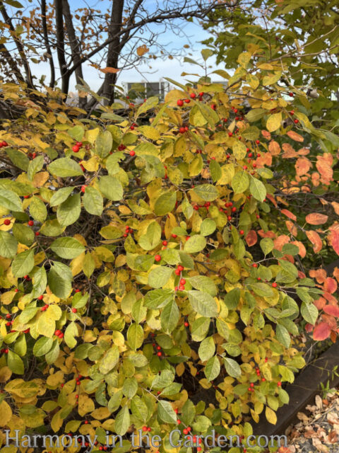 The High Line Garden in Autumn - Harmony in the Garden