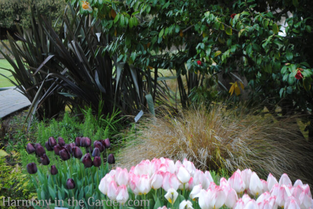 Pre-chill Tulips for Mild Climate Gardens - Harmony in the Garden