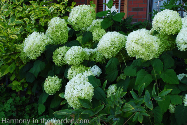 Designing with Ball-Shaped Flowers - Harmony in the Garden