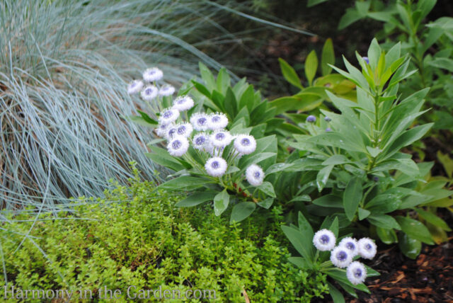 Designing with Ball-Shaped Flowers - Harmony in the Garden