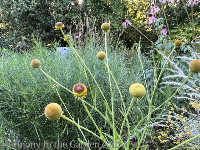Designing with Ball-Shaped Flowers - Harmony in the Garden