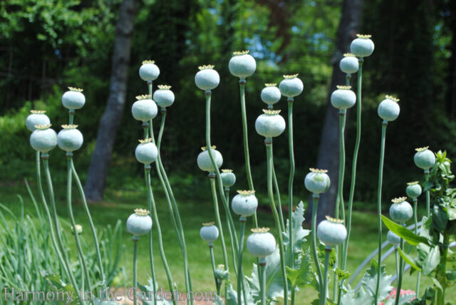 Designing with Ball-Shaped Flowers - Harmony in the Garden