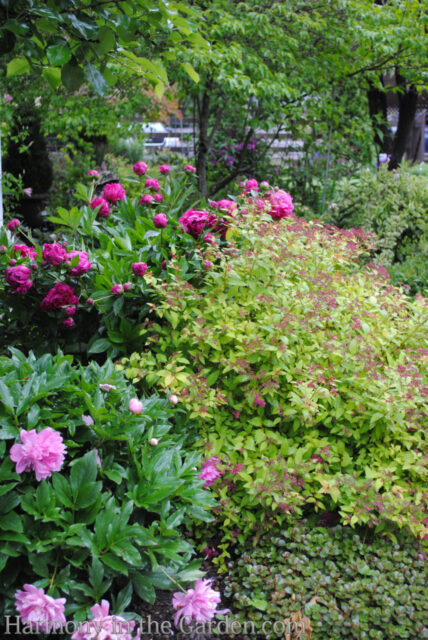 Designing with Ball-Shaped Flowers - Harmony in the Garden