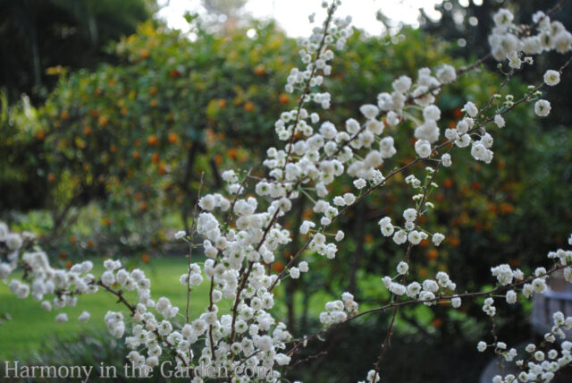 Designing with Ball-Shaped Flowers - Harmony in the Garden