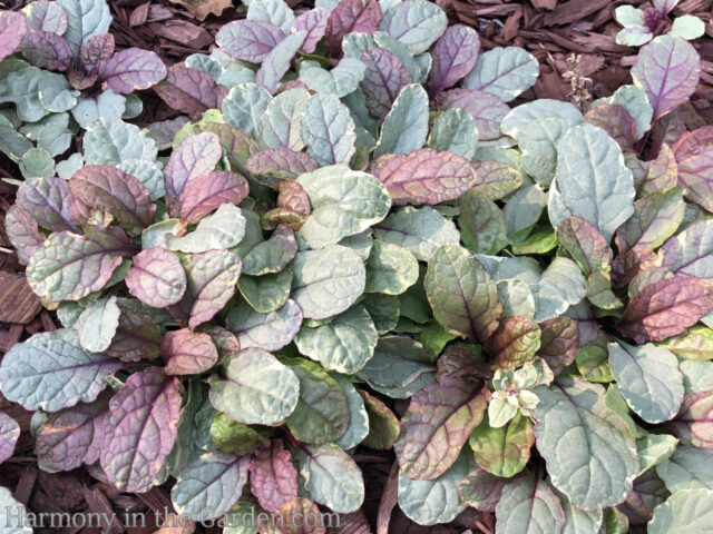 Planting Around Tree Roots - Harmony in the Garden