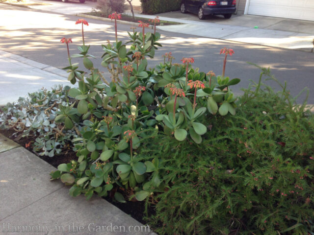 Designing a Hellstrip - Harmony in the Garden