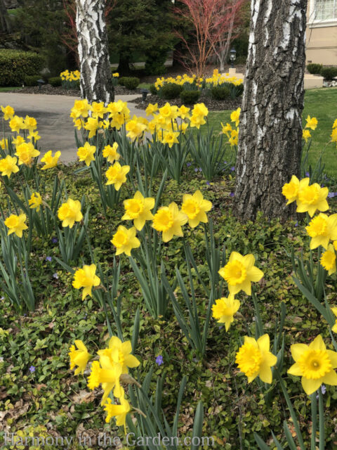 Planting Around Tree Roots - Harmony in the Garden