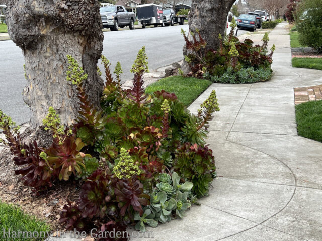 Planting Around Tree Roots - Harmony in the Garden