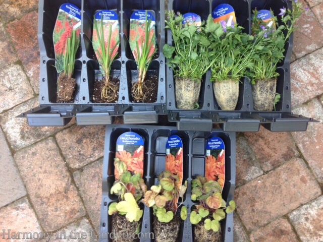 Planting Around Tree Roots - Harmony in the Garden