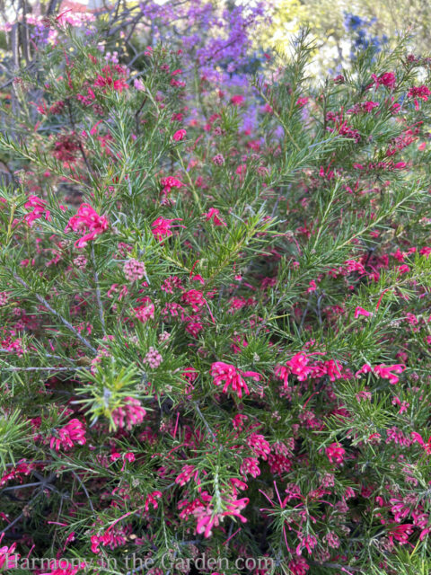 Grevilleas for a Drought-Tolerant, Deer-Resistant Garden - Harmony in ...