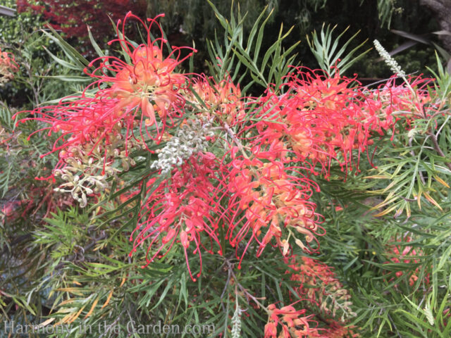 Grevilleas for a Drought-Tolerant, Deer-Resistant Garden - Harmony in ...