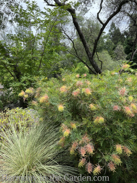 My Favorite Peach-Colored Plants for the Garden