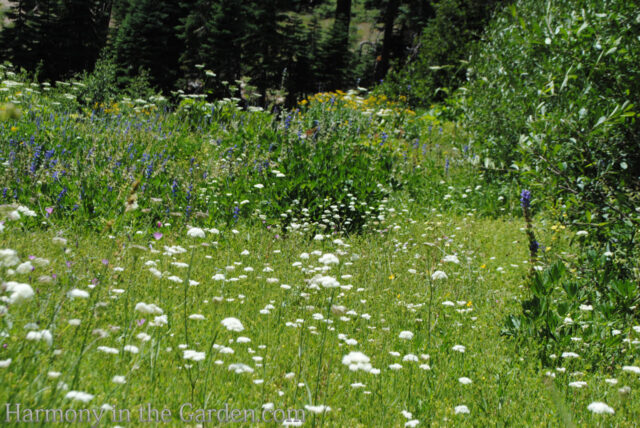 Designing a Modified Meadow - Harmony in the Garden