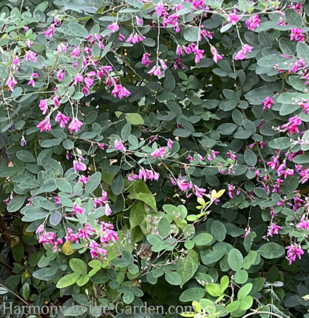 Pink Flowers for the Fall Garden - Harmony in the Garden