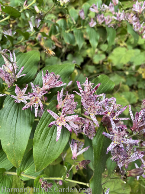 Pink Flowers for the Fall Garden - Harmony in the Garden