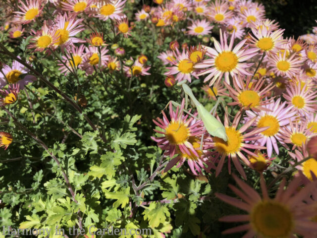 Pink Flowers for the Fall Garden - Harmony in the Garden
