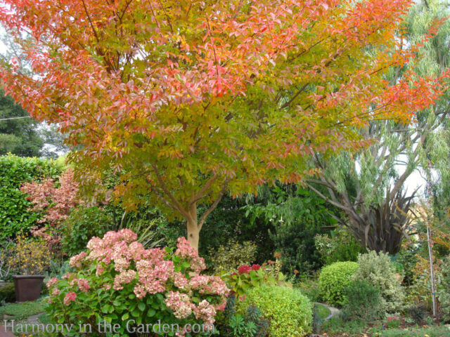 Pink Flowers for the Fall Garden - Harmony in the Garden