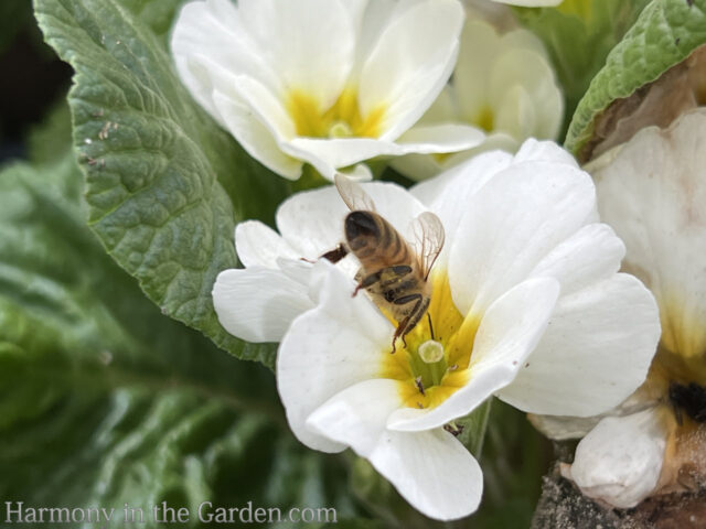 Pretty Primroses - Harmony in the Garden