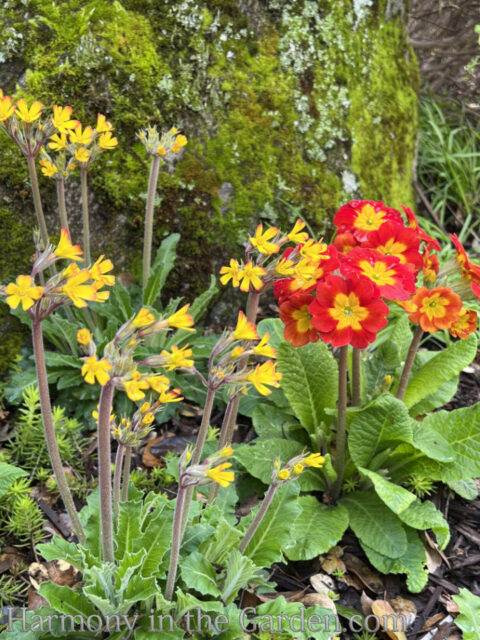 Pretty Primroses - Harmony in the Garden