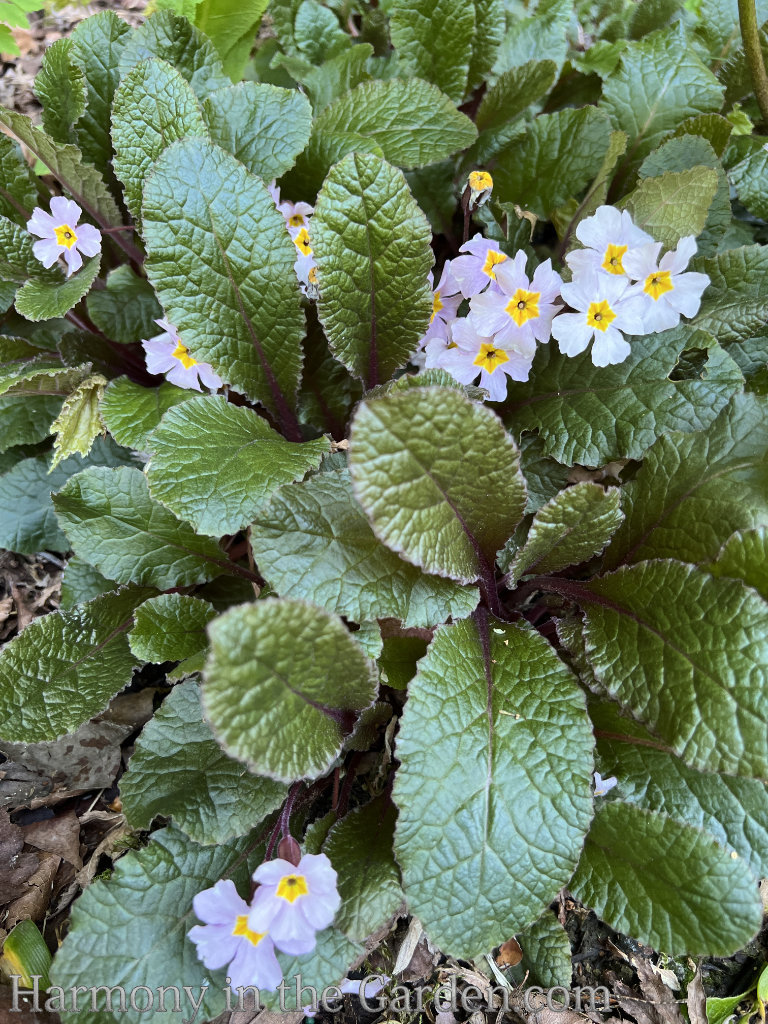 Pretty Primroses - Harmony in the Garden
