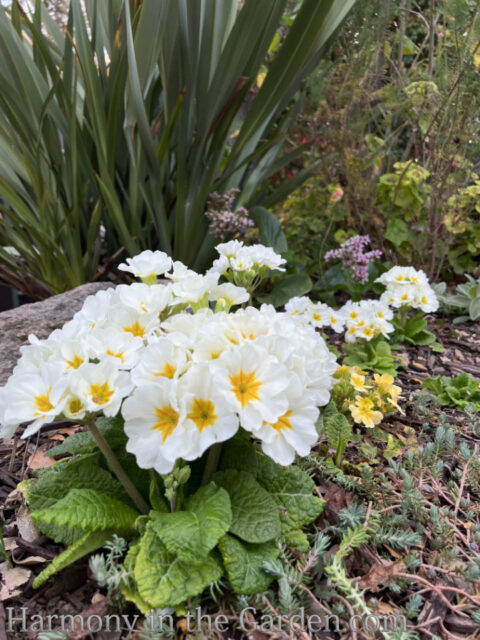Pretty Primroses - Harmony in the Garden