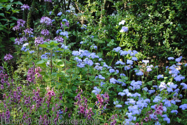 Light and Airy Flowers for a Naturalistic Garden - Harmony in the Garden