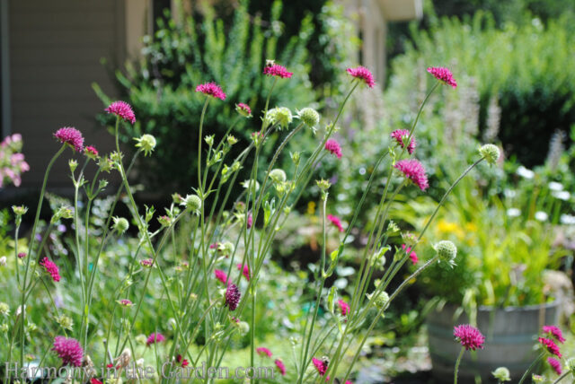 Light and Airy Flowers for a Naturalistic Garden - Harmony in the Garden