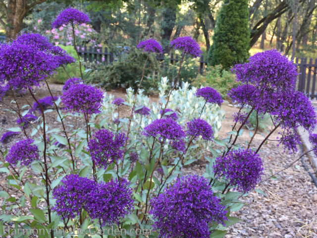 Light and Airy Flowers for a Naturalistic Garden - Harmony in the Garden