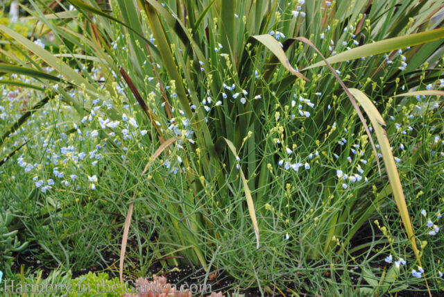 Light and Airy Flowers for a Naturalistic Garden - Harmony in the Garden