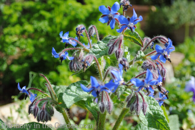 How to use Blue in the Garden - Harmony in the Garden