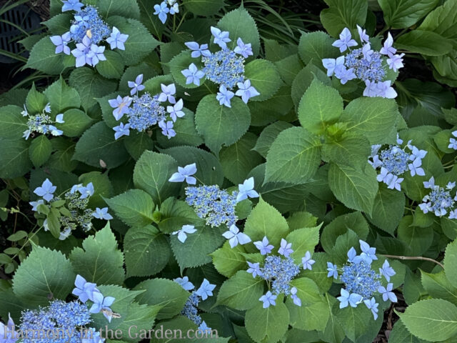 How to use Blue in the Garden - Harmony in the Garden