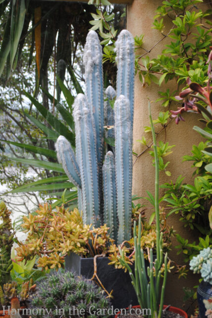 How to use Blue in the Garden - Harmony in the Garden