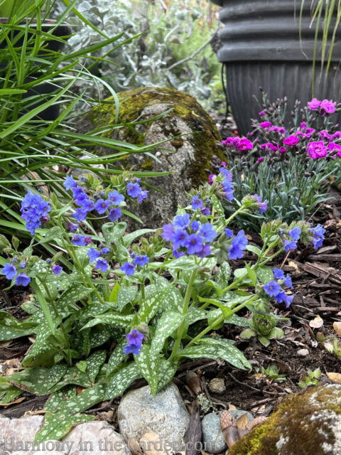 How to use Blue in the Garden - Harmony in the Garden