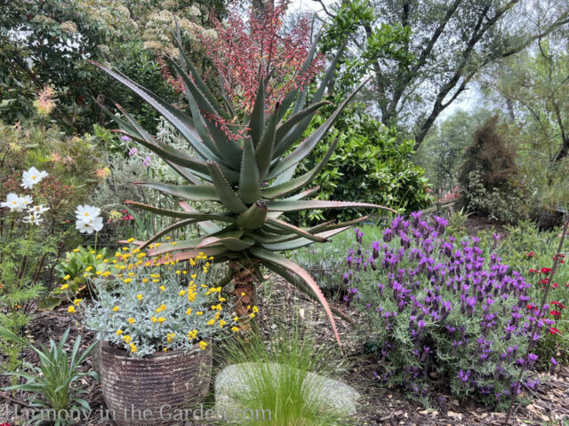 Creative Container Ideas for Gardens of All Sizes - Harmony in the Garden