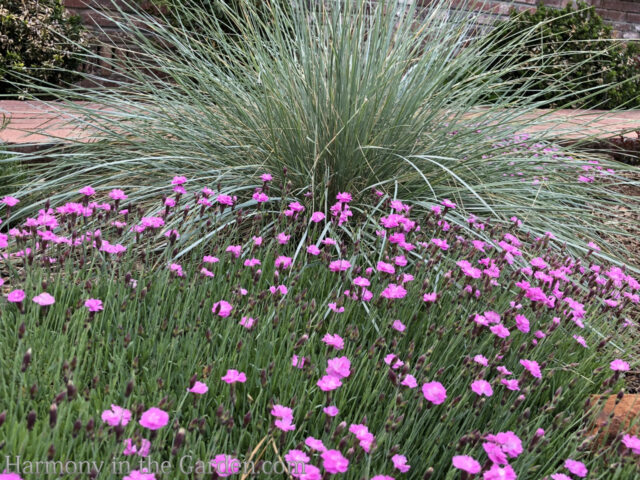 The Power of Pink in Garden Design - Harmony in the Garden