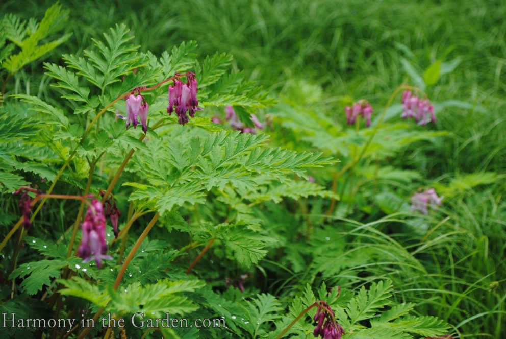 The New York Botanical Native Garden - Harmony in the Garden